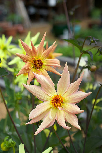 'Summer Fireworks' Pollinator Dahlias | Renee's Garden Seeds