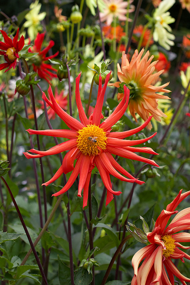 'Summer Fireworks' Pollinator Dahlias | Renee's Garden Seeds