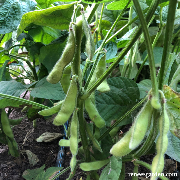'Edamame' Fresh Soy Beans | Renee's Garden Seeds