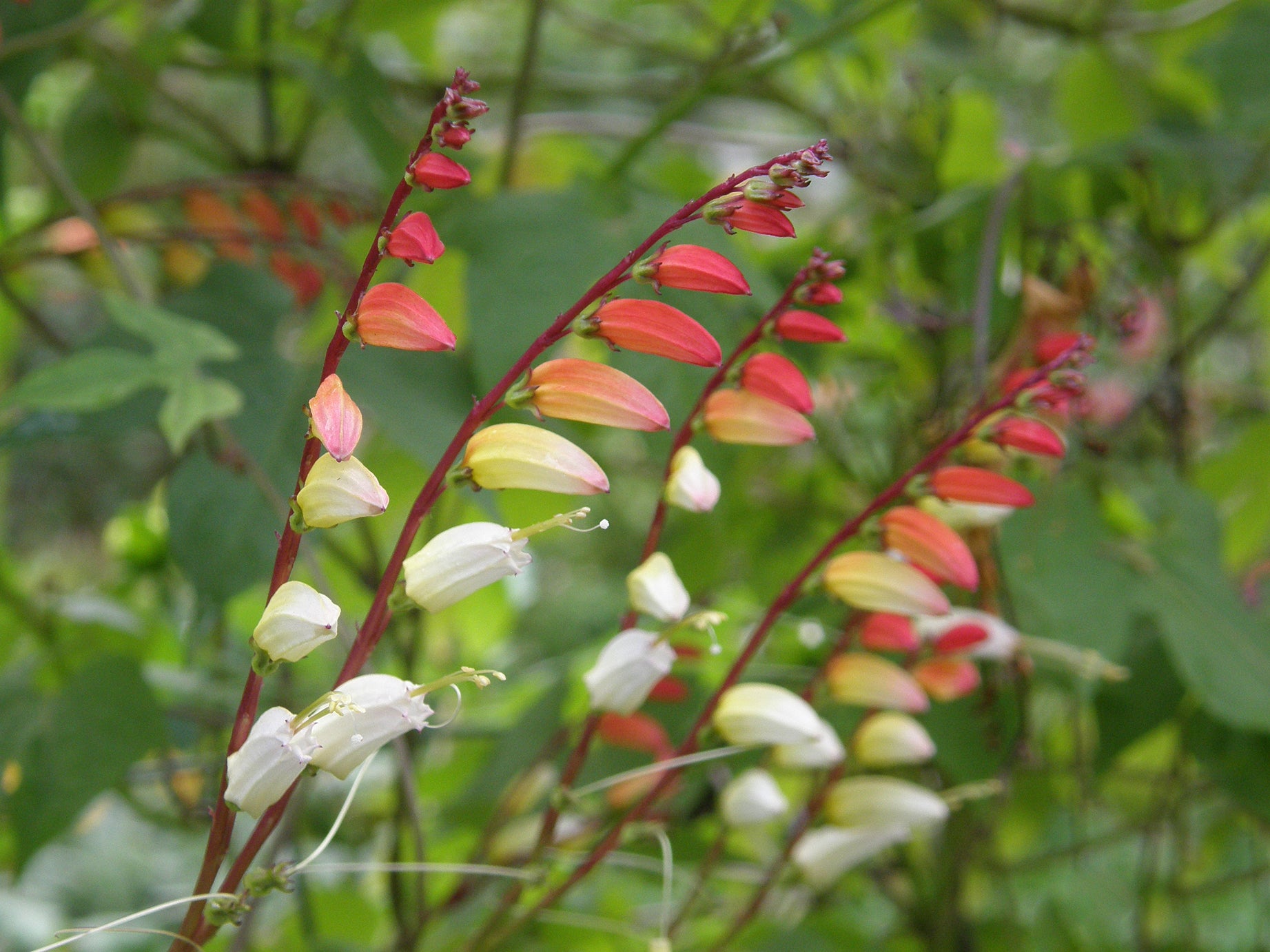 'Exotic Love Vine' Heirloom Mina Lobata – Renee's Garden