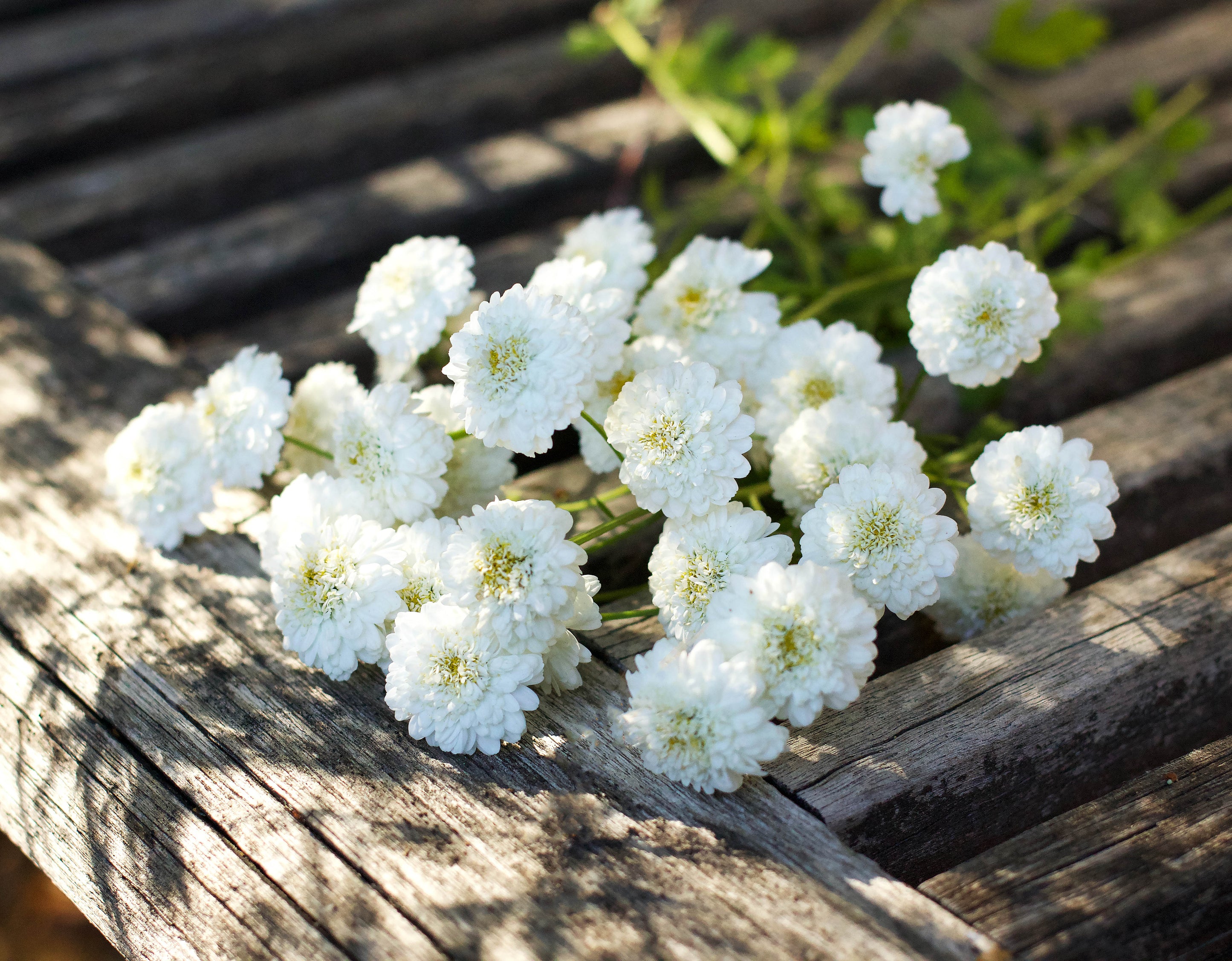 'White Wonder' Heirloom Double Feverfew – Renee's Garden