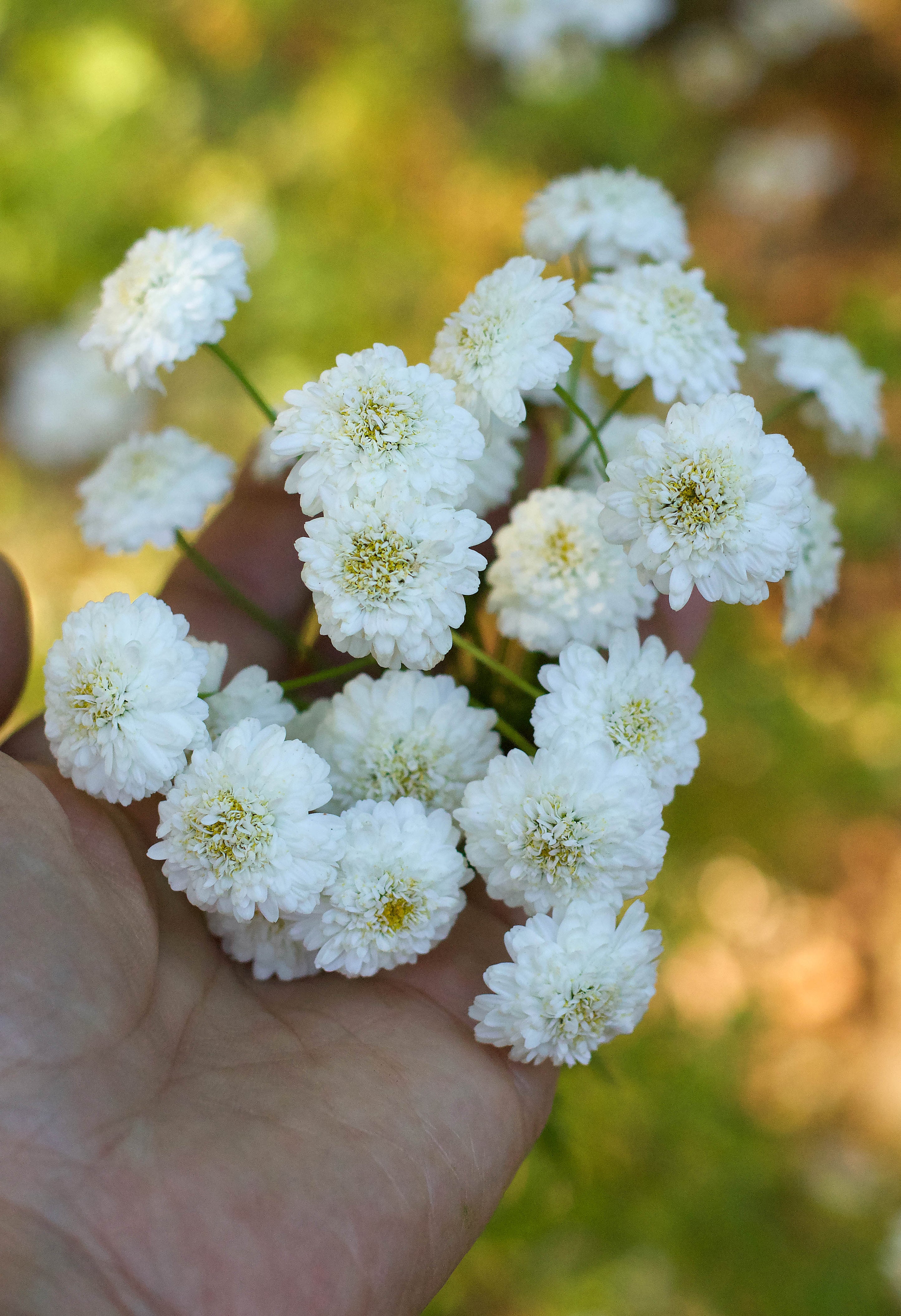 'White Wonder' Heirloom Double Feverfew – Renee's Garden