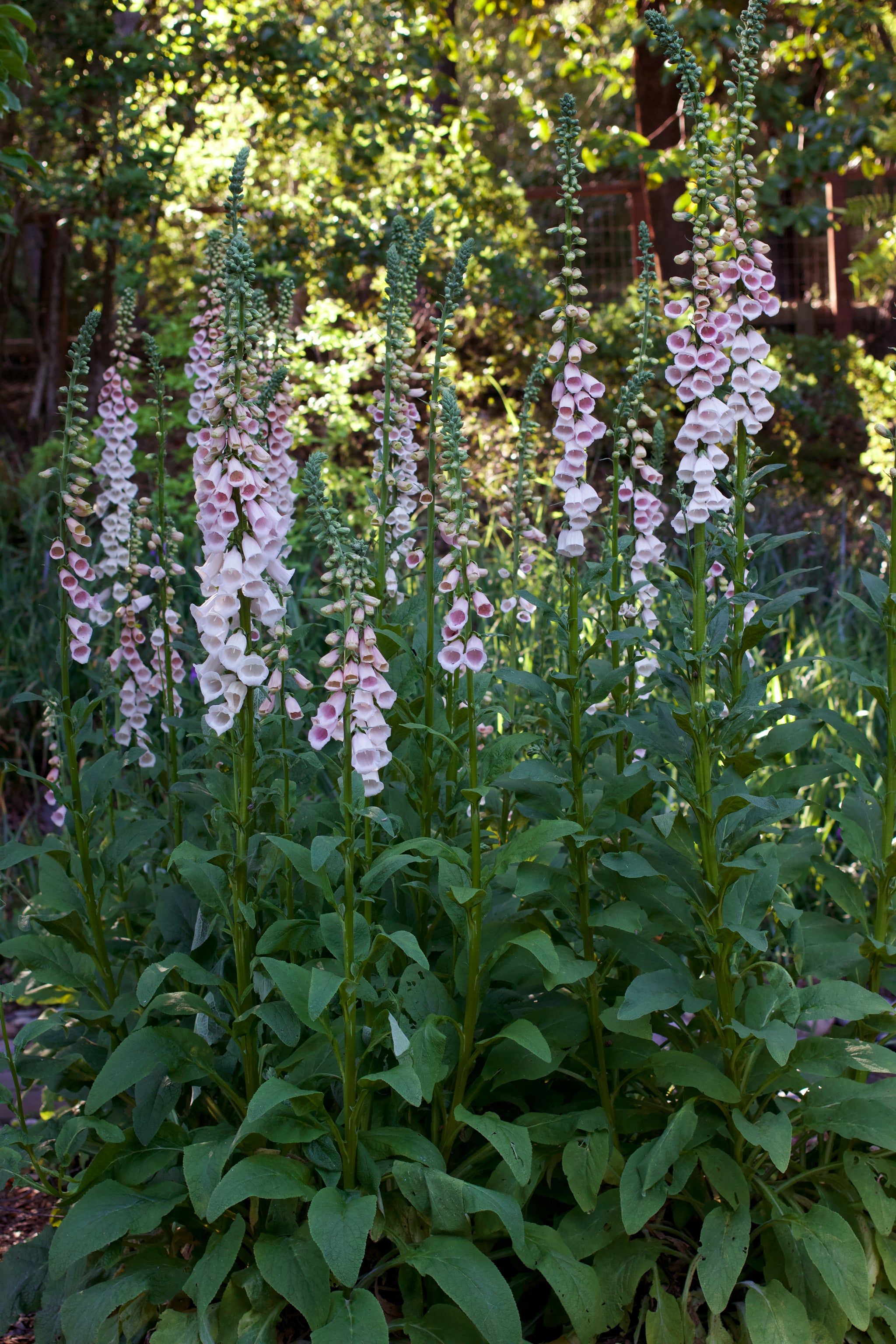 'Faerie Queen' Heirloom Apricot Foxglove – Renee's Garden