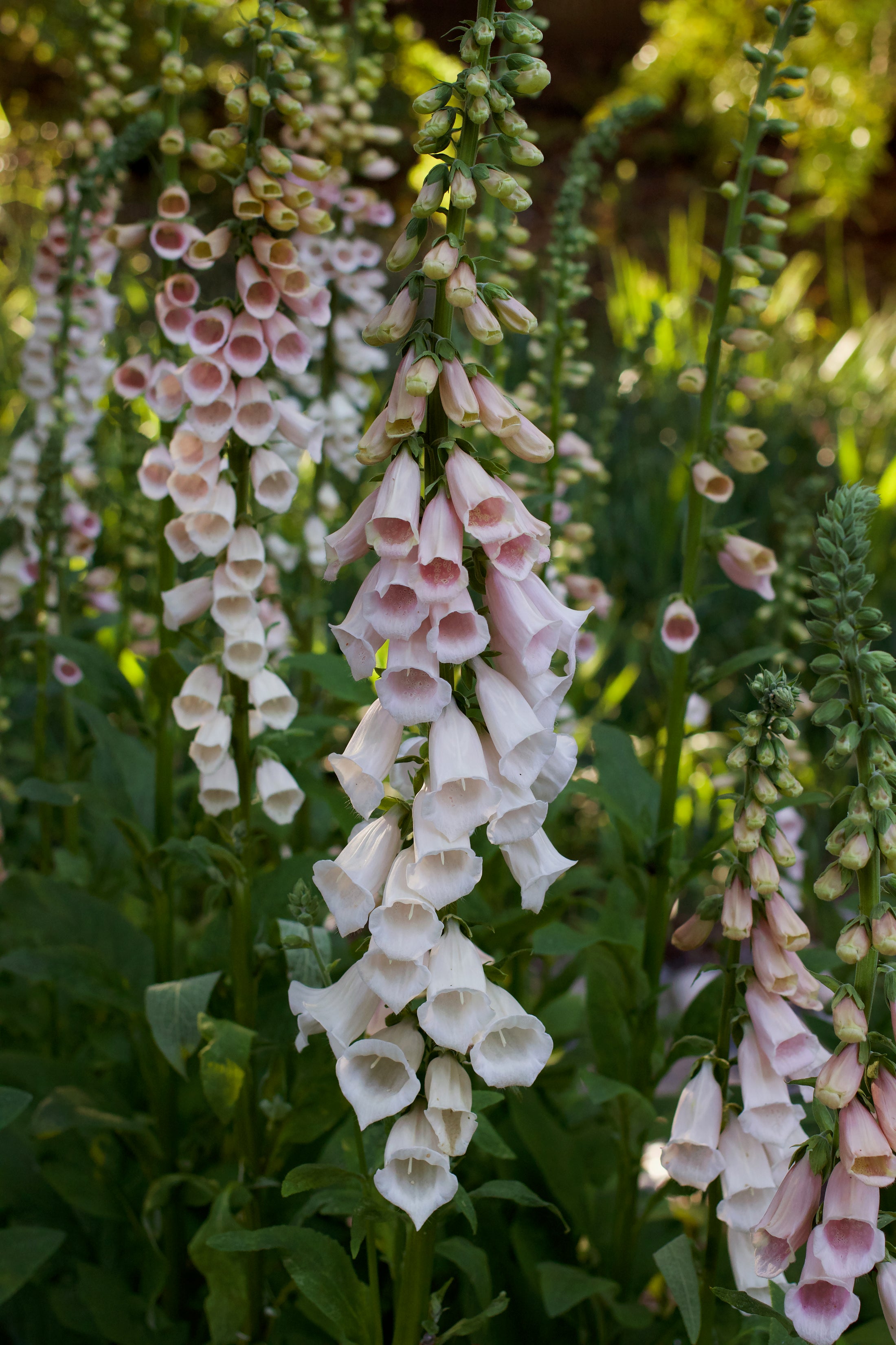 'Faerie Queen' Heirloom Apricot Foxglove – Renee's Garden
