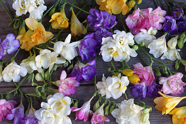 Freesia Watercolor Mixed Doubles | Renee's Garden Seeds