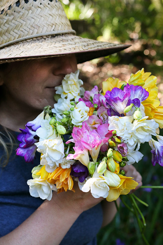 Freesia Watercolor Mixed Doubles | Renee's Garden Seeds
