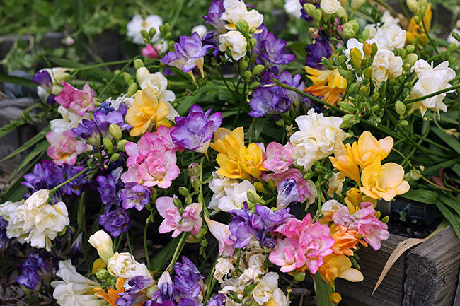Freesia Watercolor Mixed Doubles | Renee's Garden Seeds