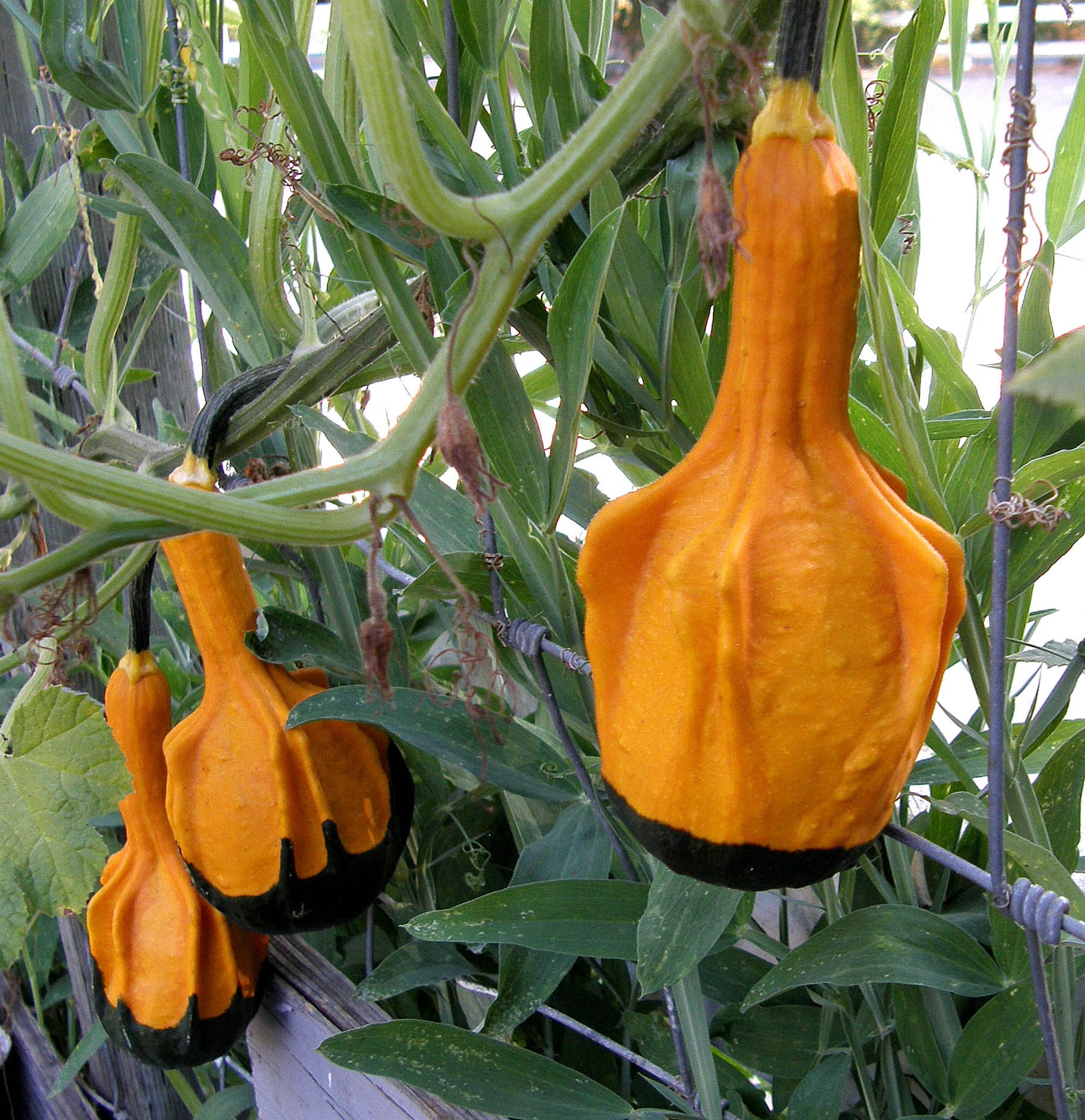 'Wings and Warts' Ornamental Gourds – Renee's Garden