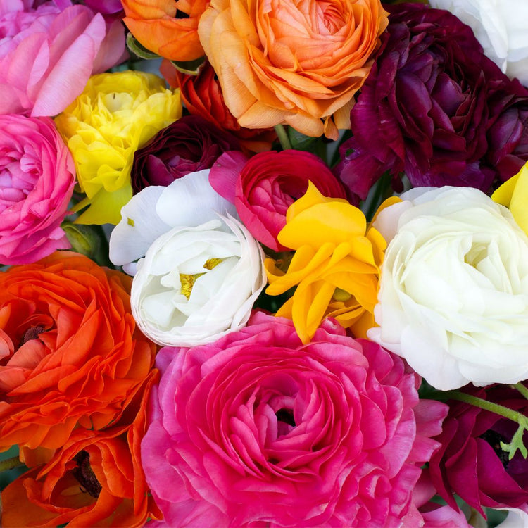 Tubers, Roots & Plants – Renee's Garden