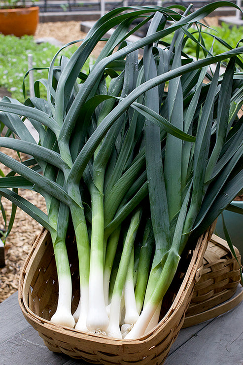 'Lancelot' Leeks – Renee's Garden
