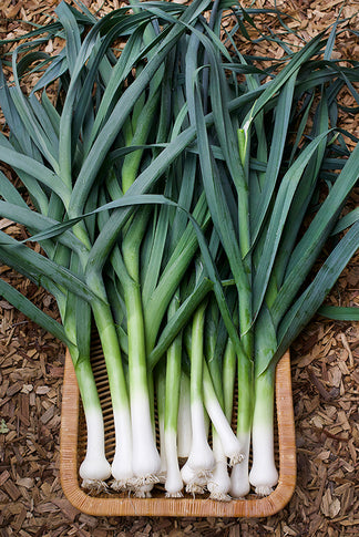 'Lancelot' Leeks – Renee's Garden