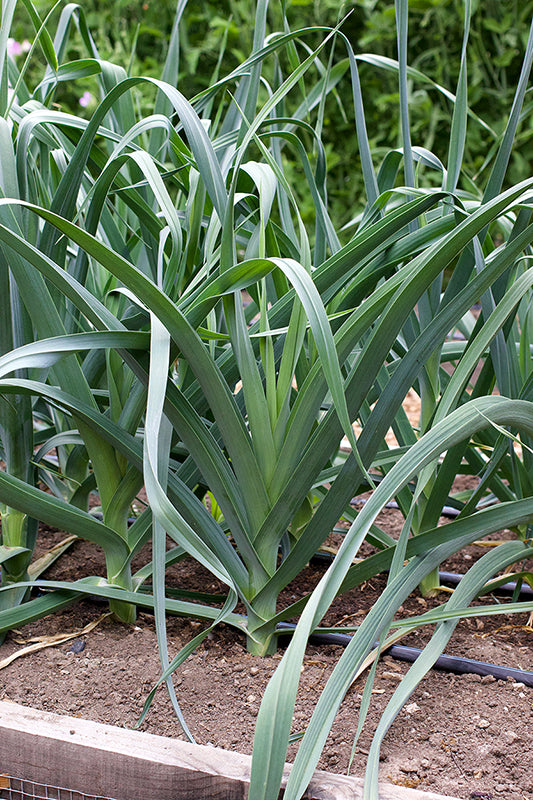 'Lancelot' Leeks – Renee's Garden