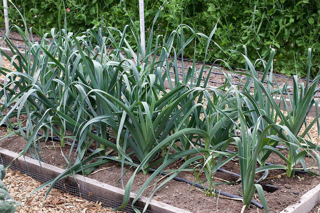 'Lancelot' Leeks – Renee's Garden