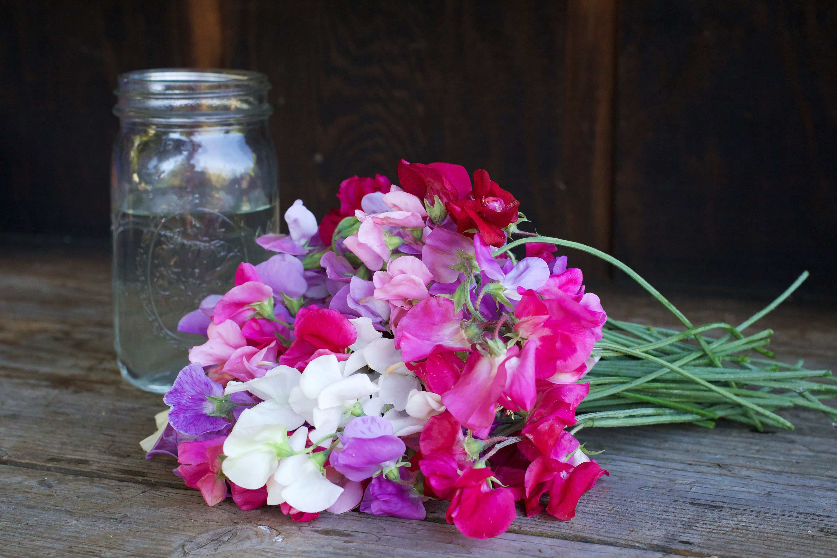 'Chiffon Elegance' Early Blooming Sweet Peas – Renee's Garden
