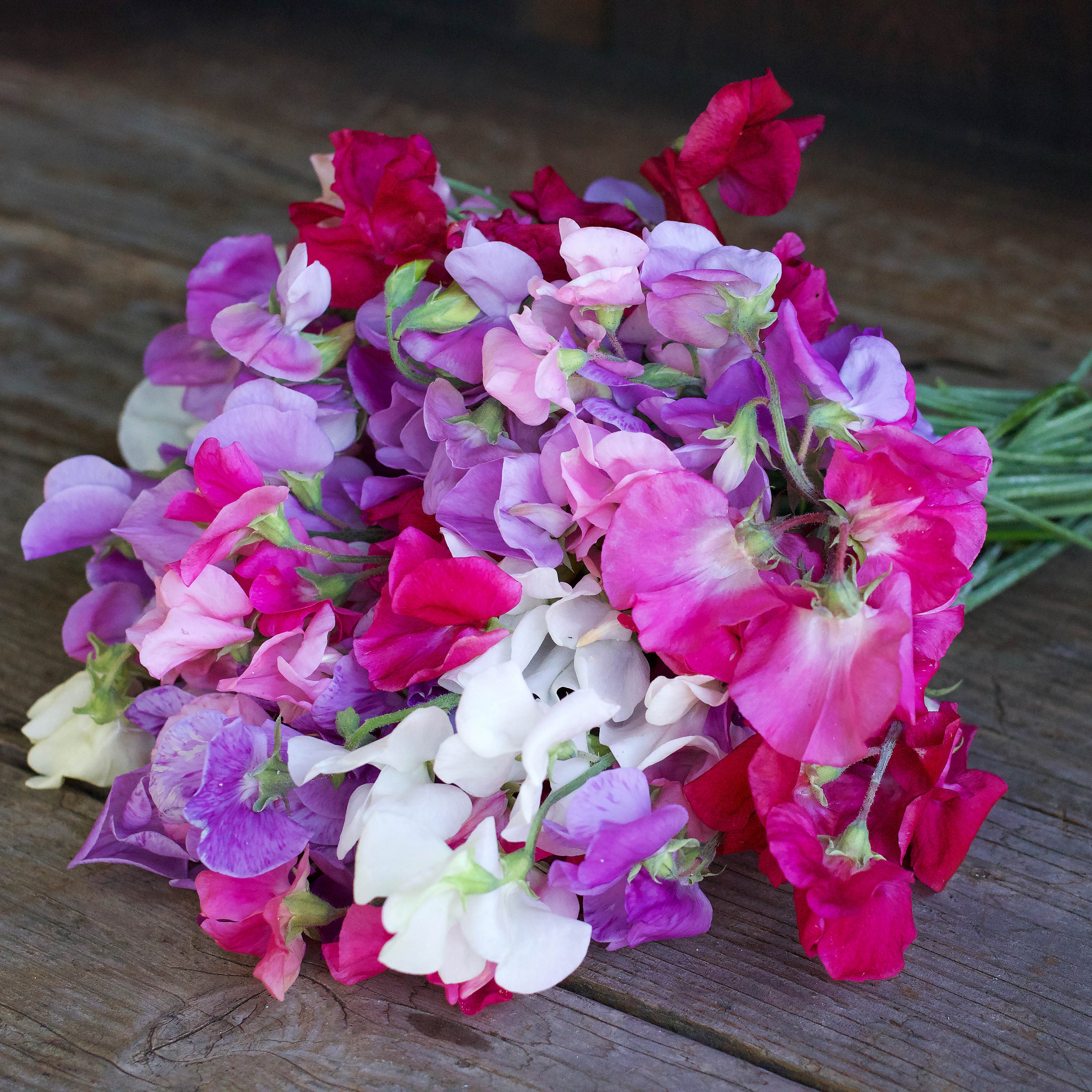 'Chiffon Elegance' Early Blooming Sweet Peas – Renee's Garden
