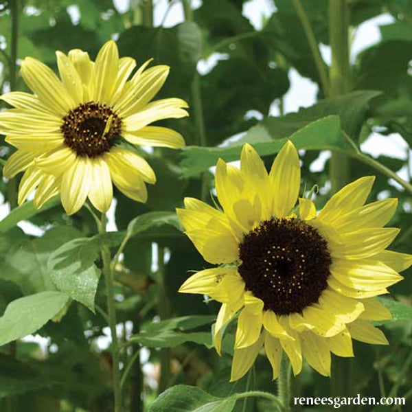 'Lemon Queen' The Great Sunflower Project | Renee's Garden Seeds