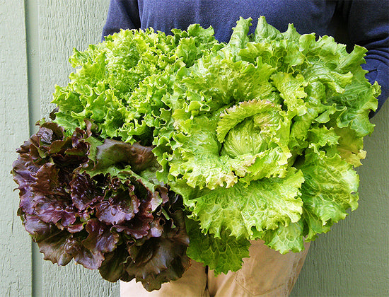 'Blush Batavians' Crunchy Lettuce Trio – Renee's Garden