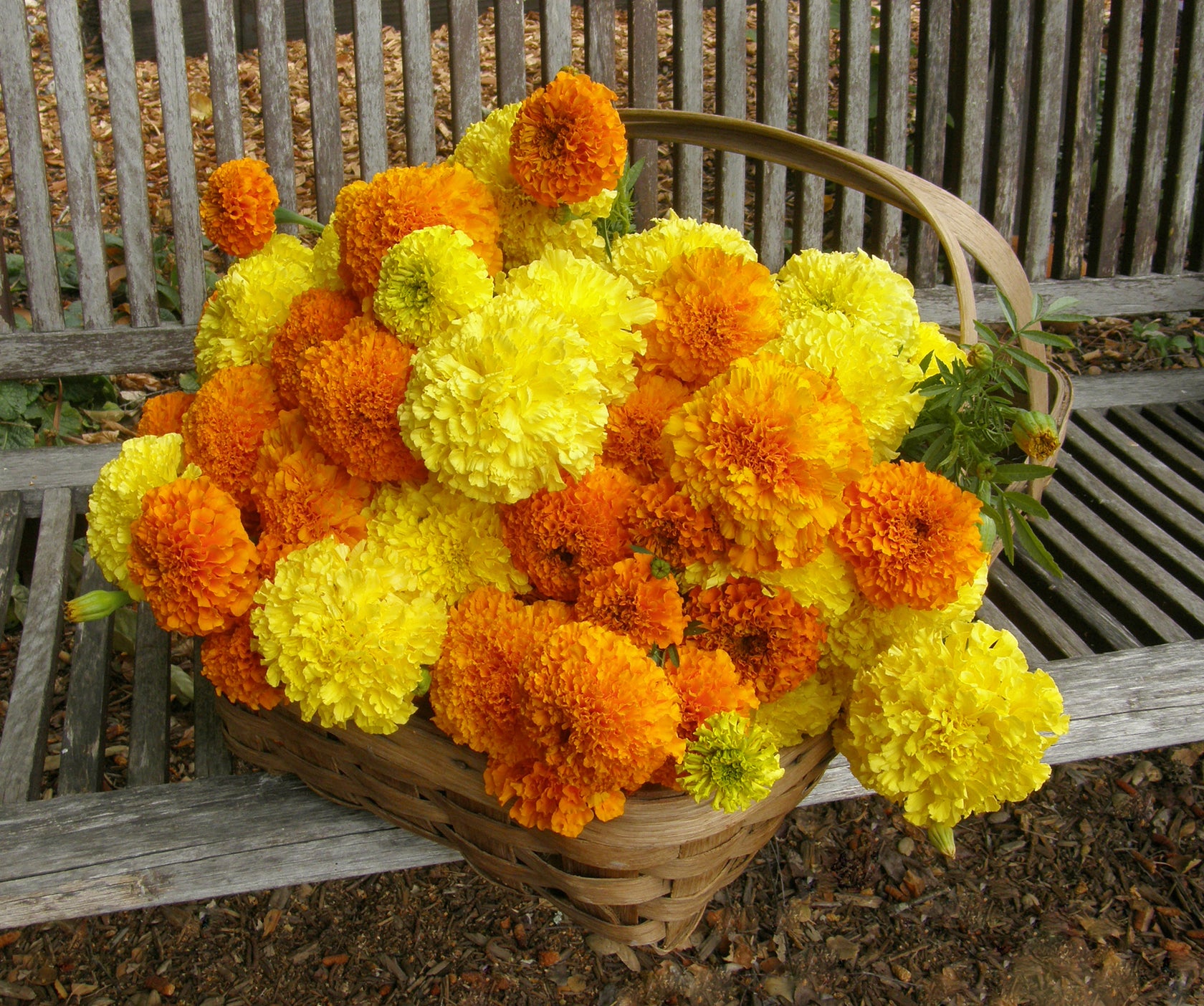 'Orange & Yellow Beast' Giant Bouquet Marigolds – Renee's Garden