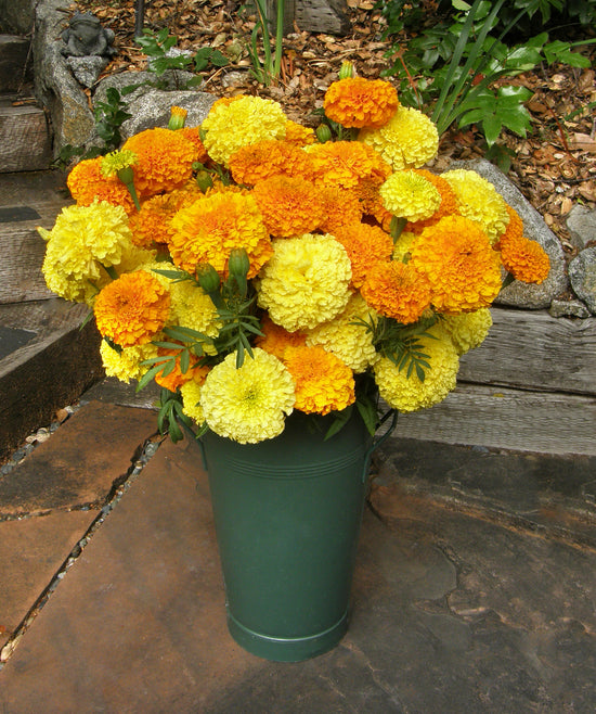'Orange & Yellow Beast' Giant Bouquet Marigolds – Renee's Garden