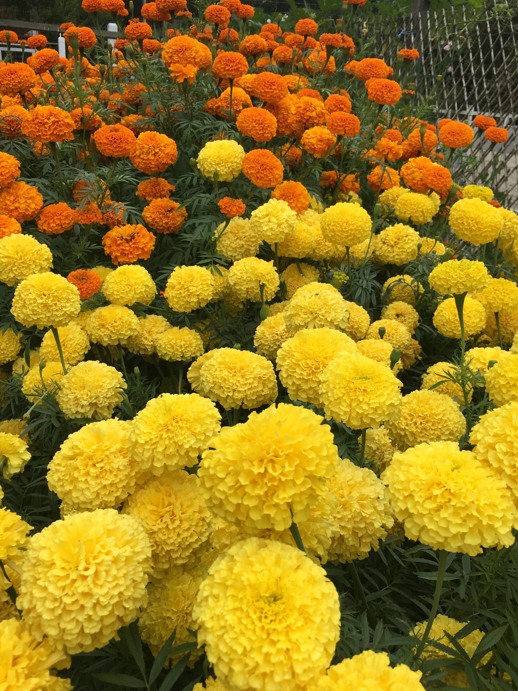'Orange & Yellow Beast' Giant Bouquet Marigolds – Renee's Garden