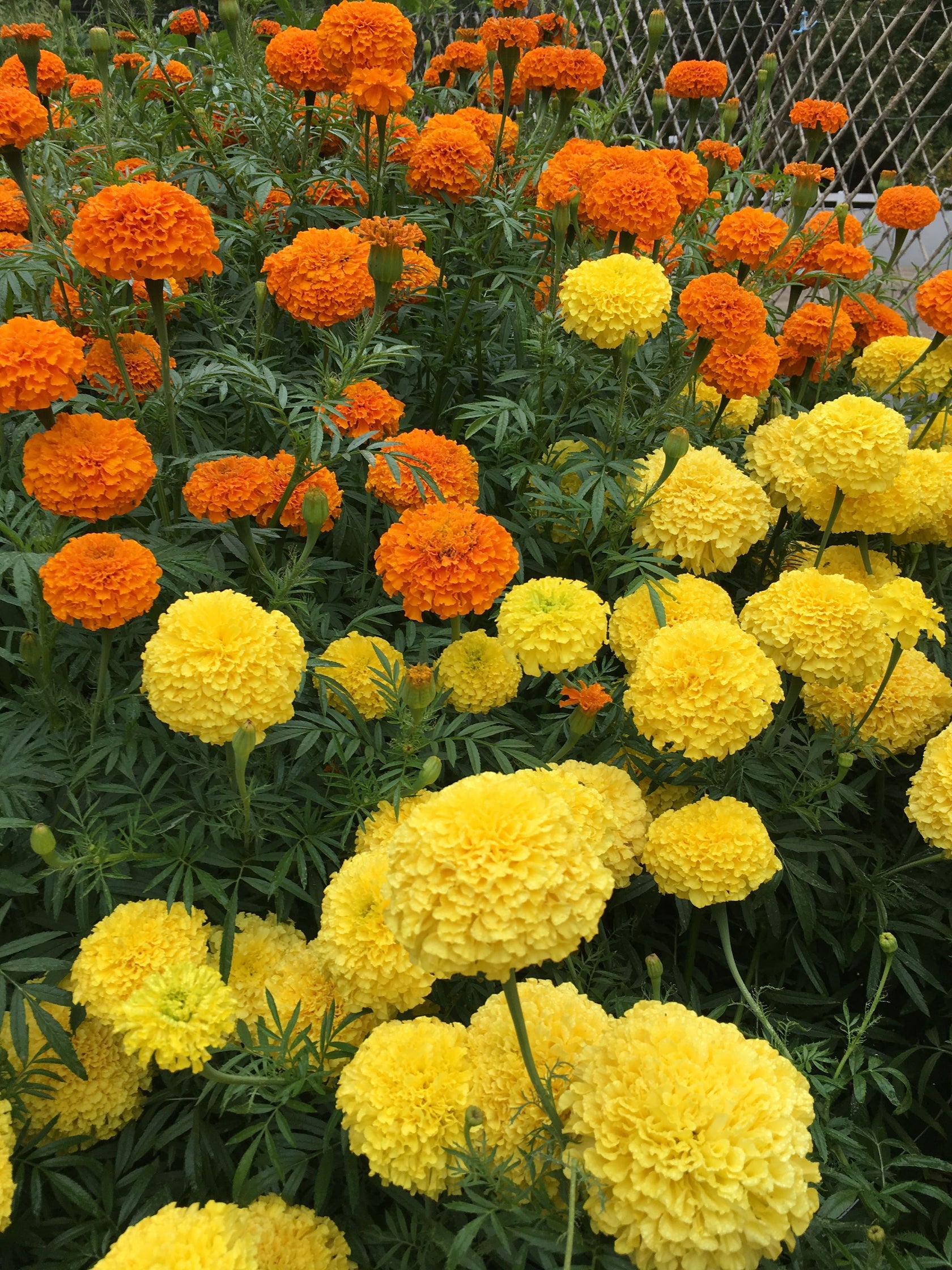 'Orange & Yellow Beast' Giant Bouquet Marigolds – Renee's Garden