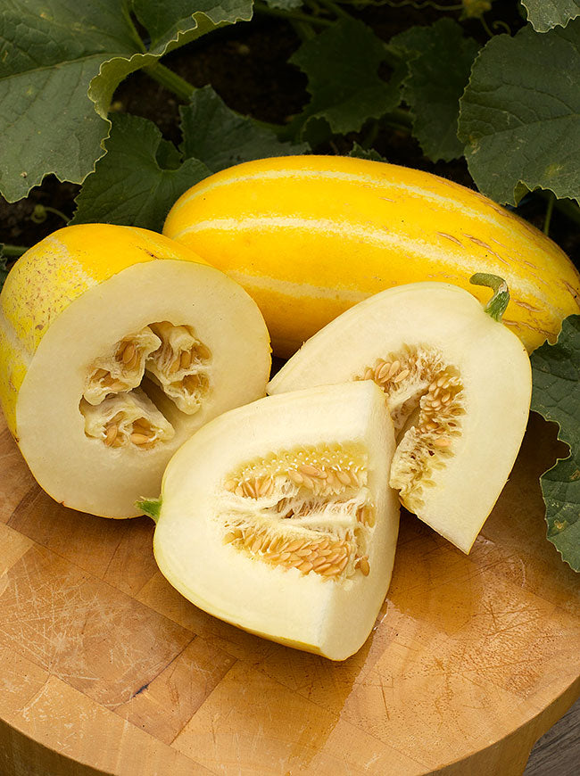 'Golden Giant' Asian Melons | Renee's Garden Seeds