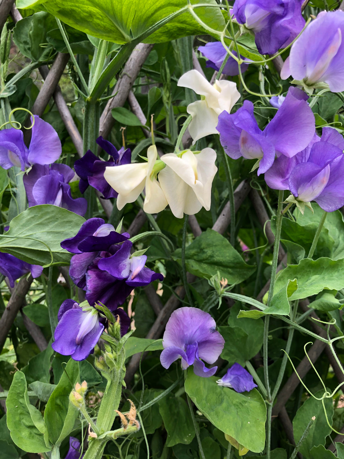 'Mermaid's Dream' Heirloom Sweet Peas – Renee's Garden
