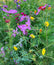 'Monarch Butterfly Flowers Mix' Pollinator Flowers – Renee's Garden