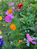 'Monarch Butterfly Flowers Mix' Pollinator Flowers – Renee's Garden