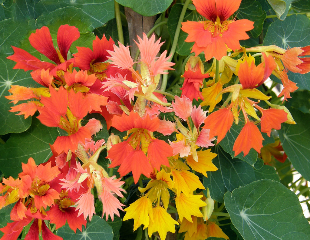 'Climbing Phoenix' Heirloom Nasturtiums | Renee's Garden Seeds