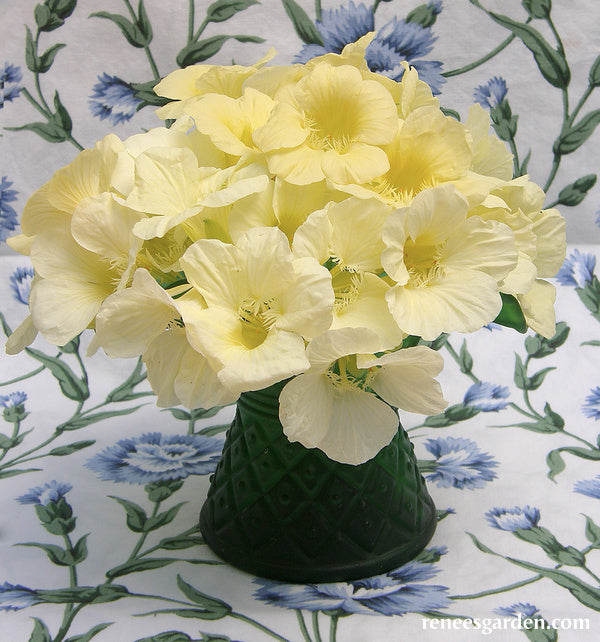'Buttercream' Mounding Nasturtiums | Renee's Garden Seeds