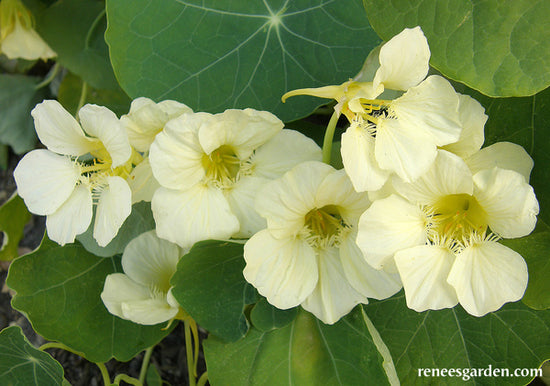 'Buttercream' Mounding Nasturtiums – Renee's Garden