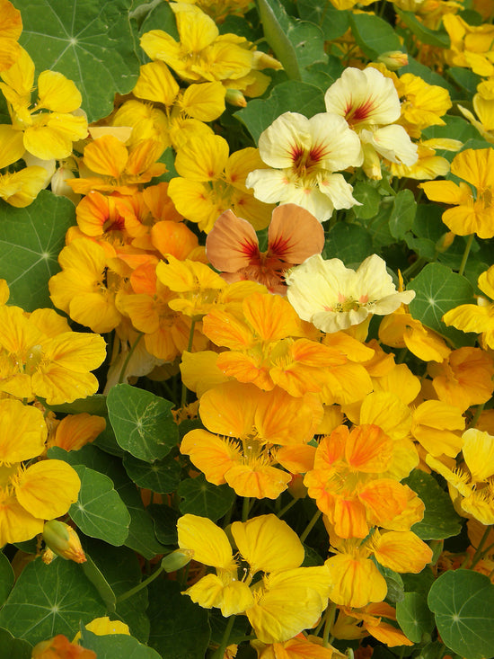 'Cup of Sun' Mounding Nasturtiums – Renee's Garden