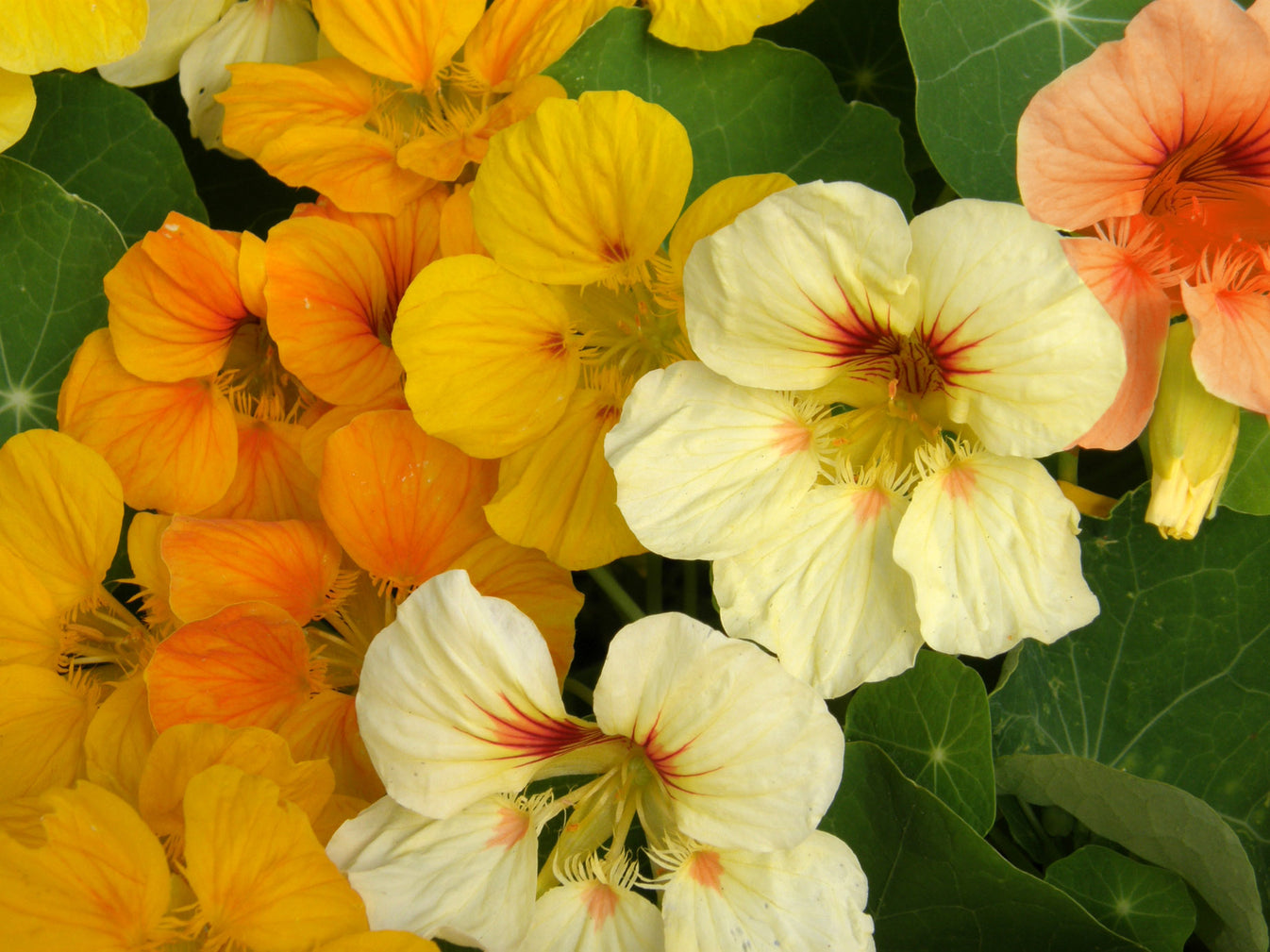 'Cup of Sun' Mounding Nasturtiums – Renee's Garden