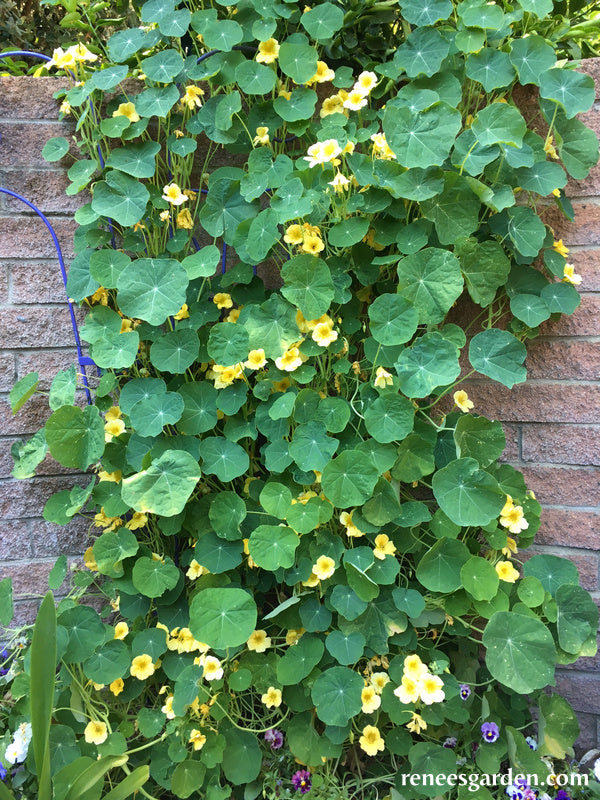 'Moonlight' Climbing Nasturtiums | Renee's Garden Seeds