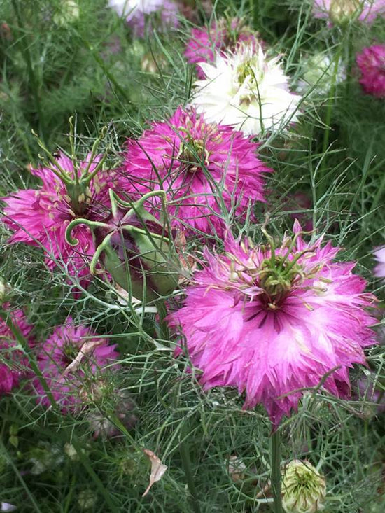'Mulberry Rose Nigella' Love in a Mist – Renee's Garden