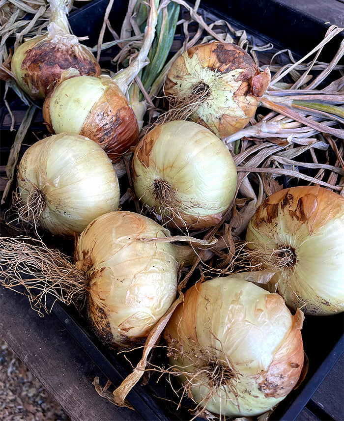 'Walla Walla Sweet' Sweet and Mild Onions | Renee's Garden Seeds