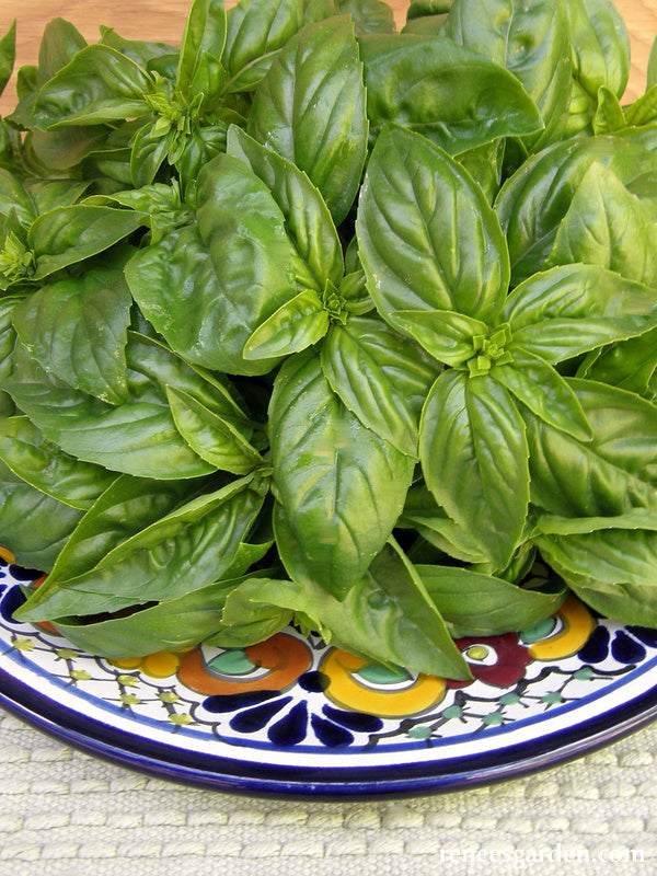 'Italian Genovese' Heirloom Basil – Renee's Garden