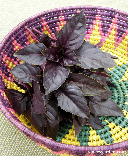 'Purple Opal' Heirloom Basil | Renee's Garden Seeds
