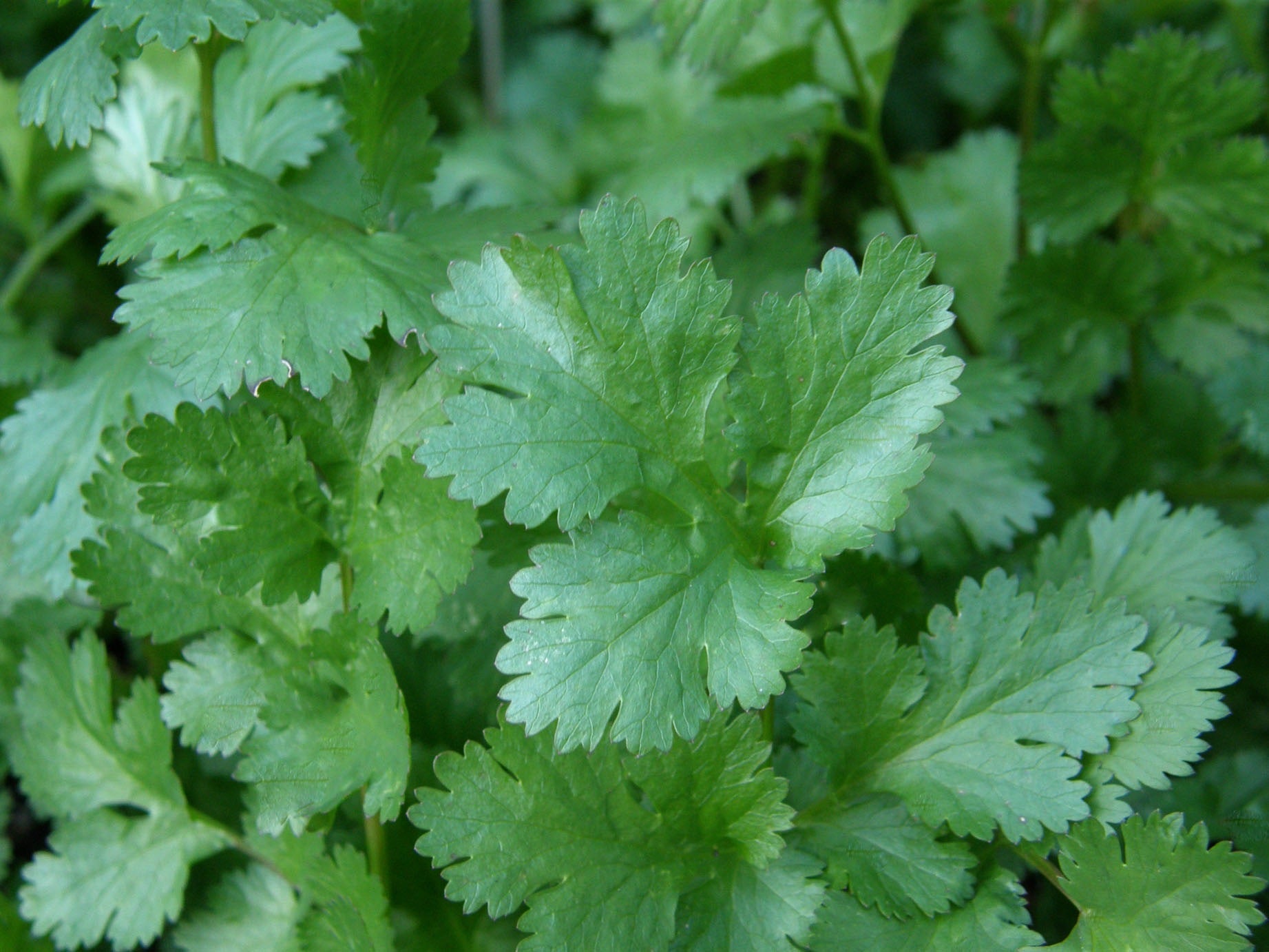 'Cilantro' Heirloom – Renee's Garden