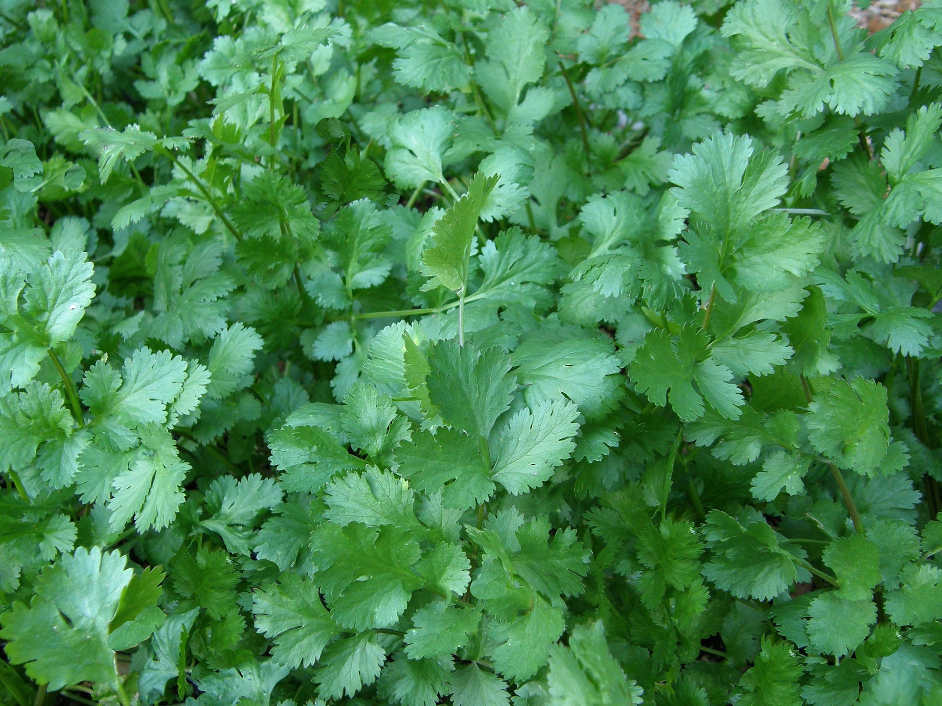 'Cilantro' Heirloom – Renee's Garden