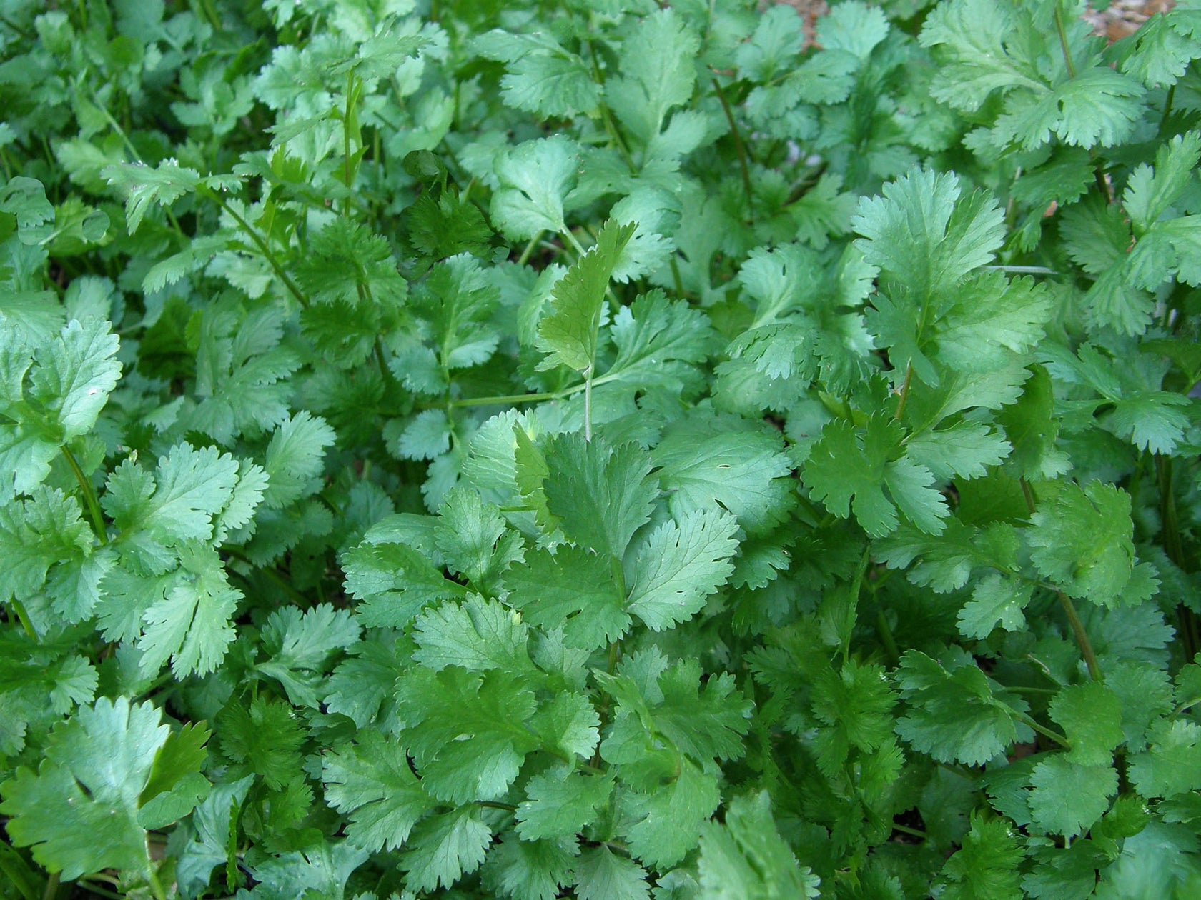 'Cilantro' Heirloom – Renee's Garden
