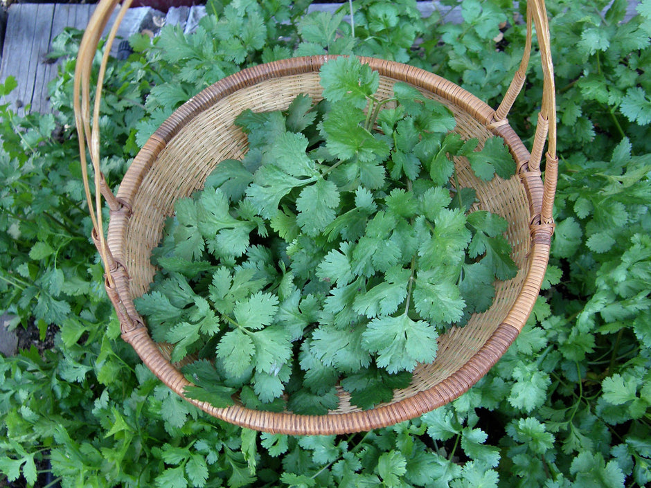 Certified Organic Herbs – Renee's Garden