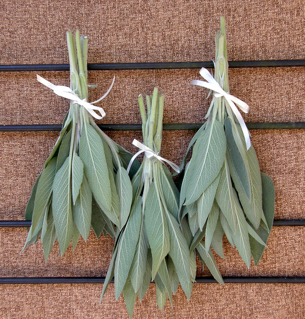 'Culinary Sage' Heirloom – Renee's Garden