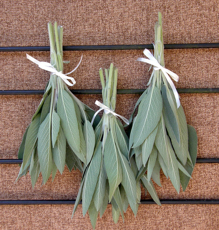 Sage – Renee's Garden