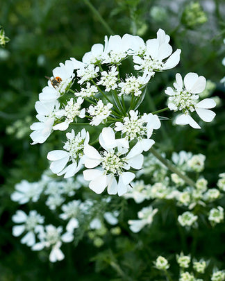 ‘White Lace Orlaya’ Pollinator Flowers – Renee's Garden
