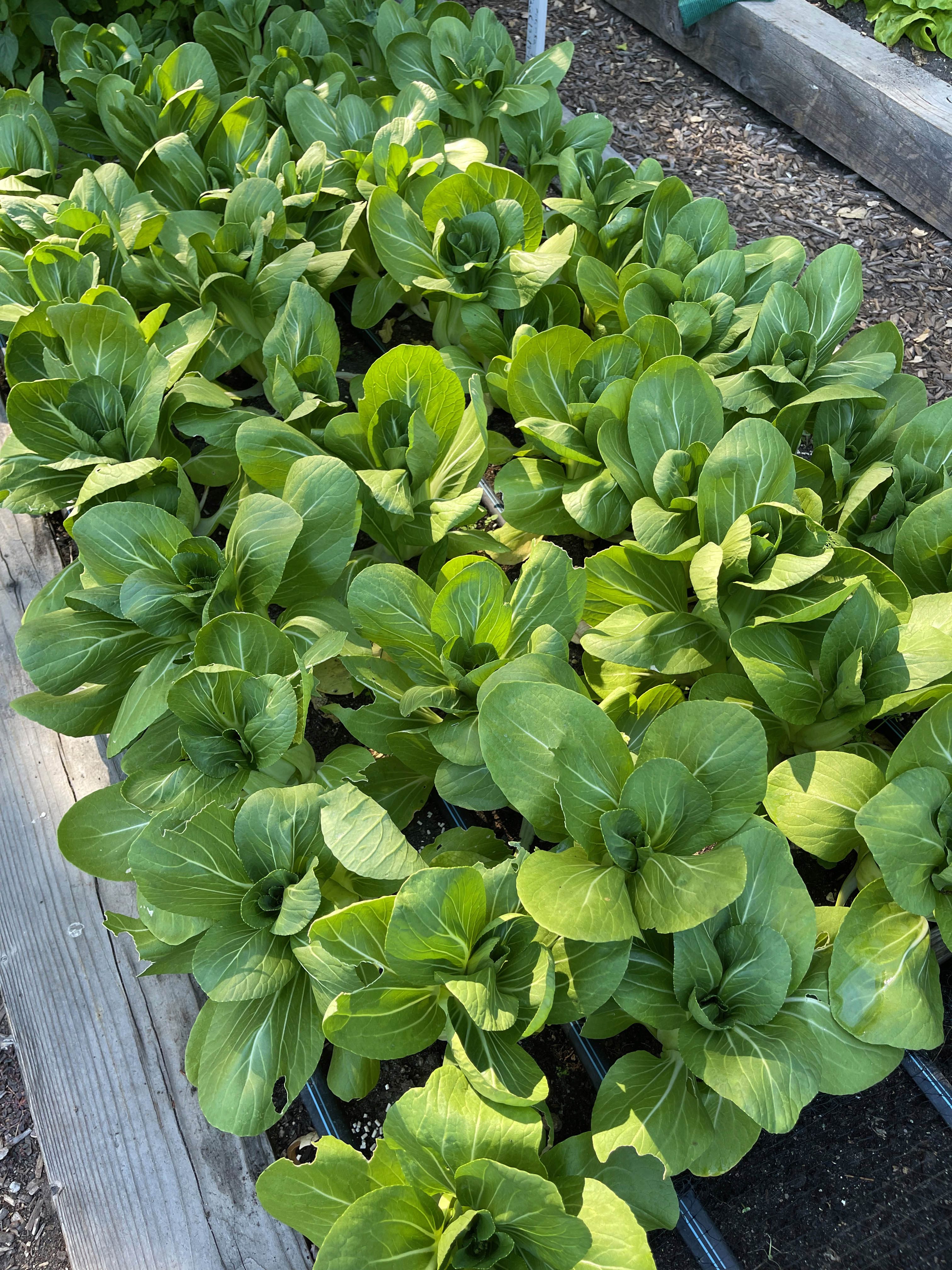 'Green Fortune' Baby Pak Choi – Renee's Garden