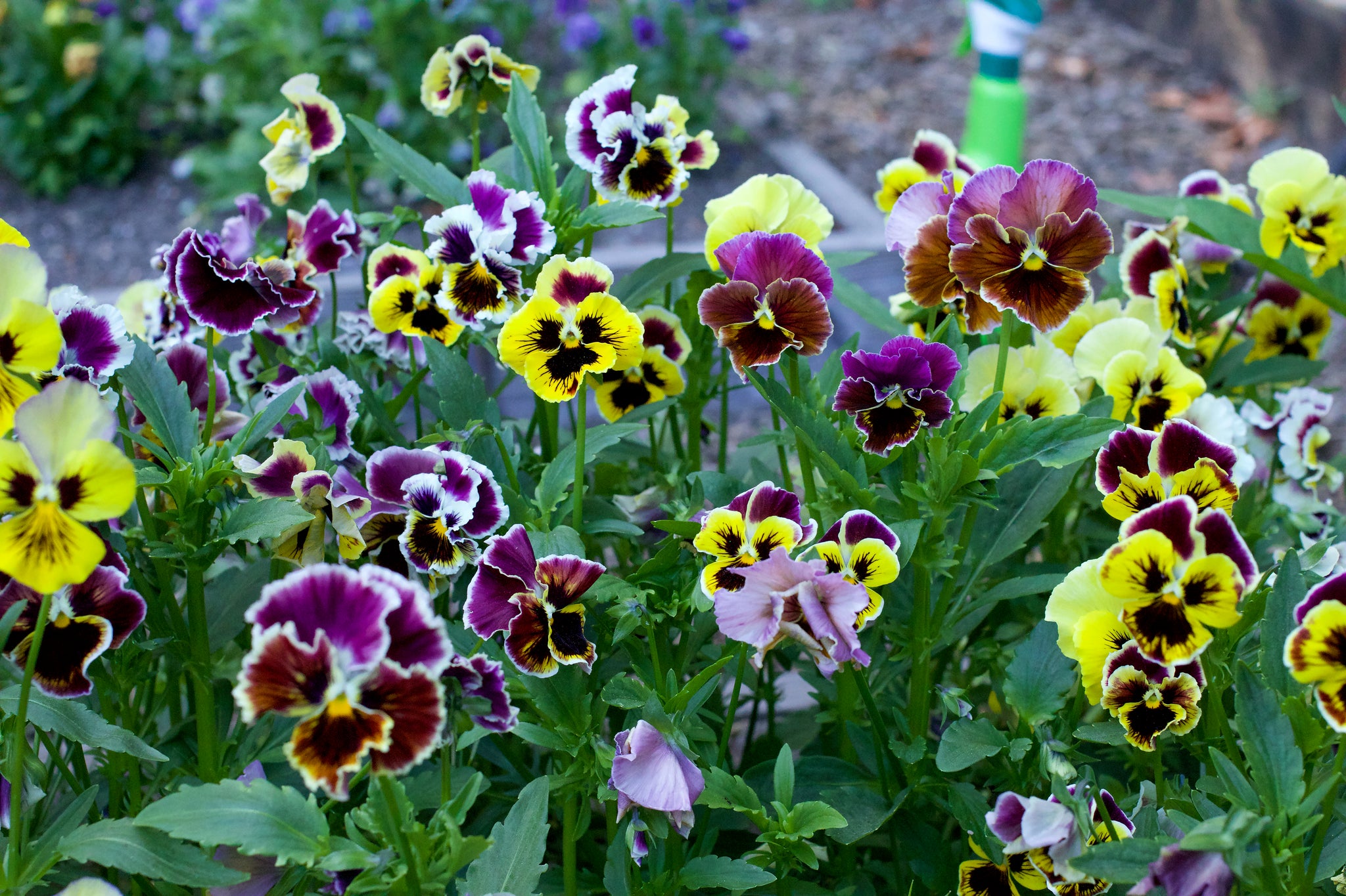 'Victorian Posy' Heirloom Pansies – Renee's Garden