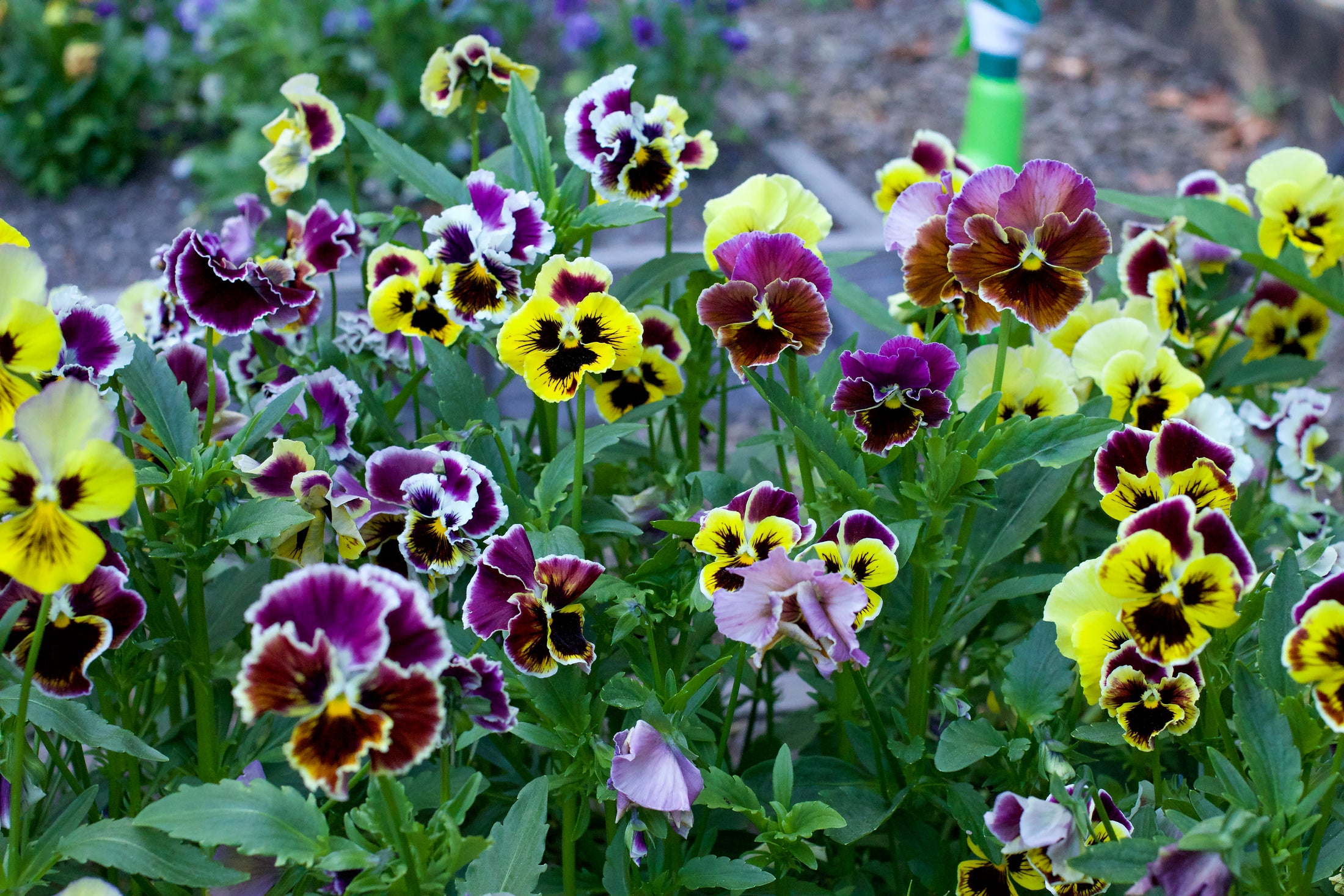 'Victorian Posy' Heirloom Pansies – Renee's Garden