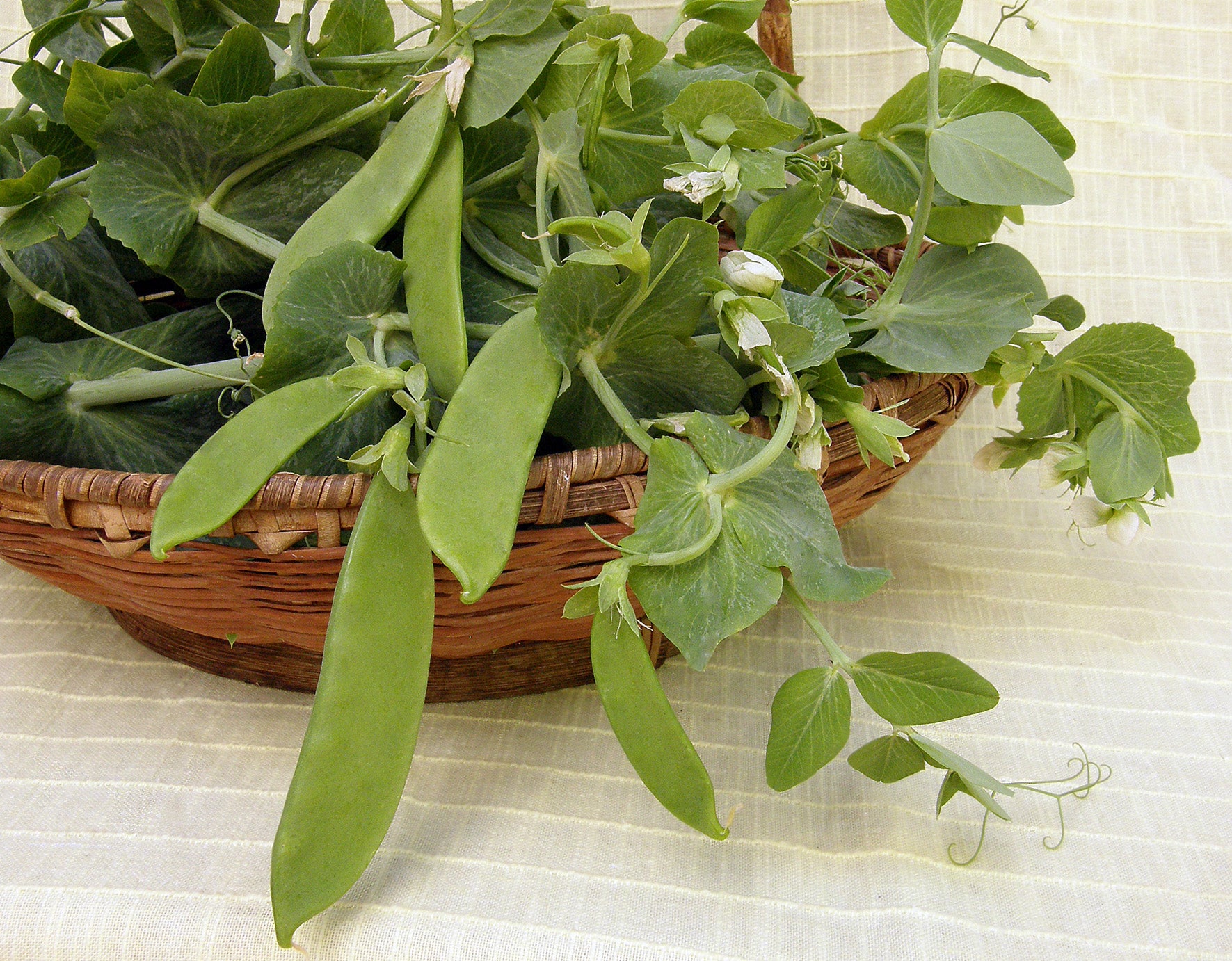 'Oregon Giant' Edible Pod Snow Peas – Renee's Garden